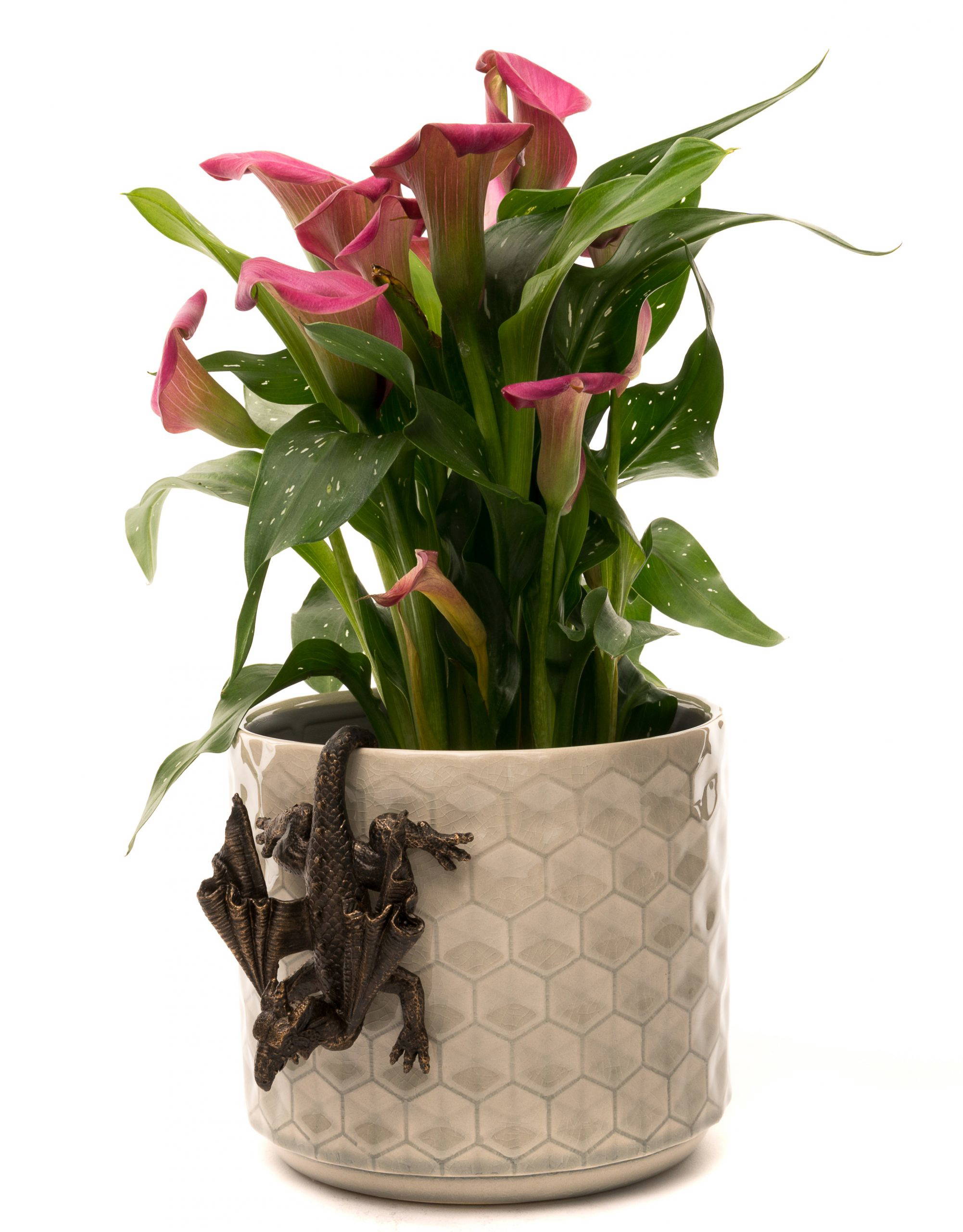 Antique Bronze Coloured Dragon Pot Buddy Plant Pot Hanger – Jardinopia Ltd