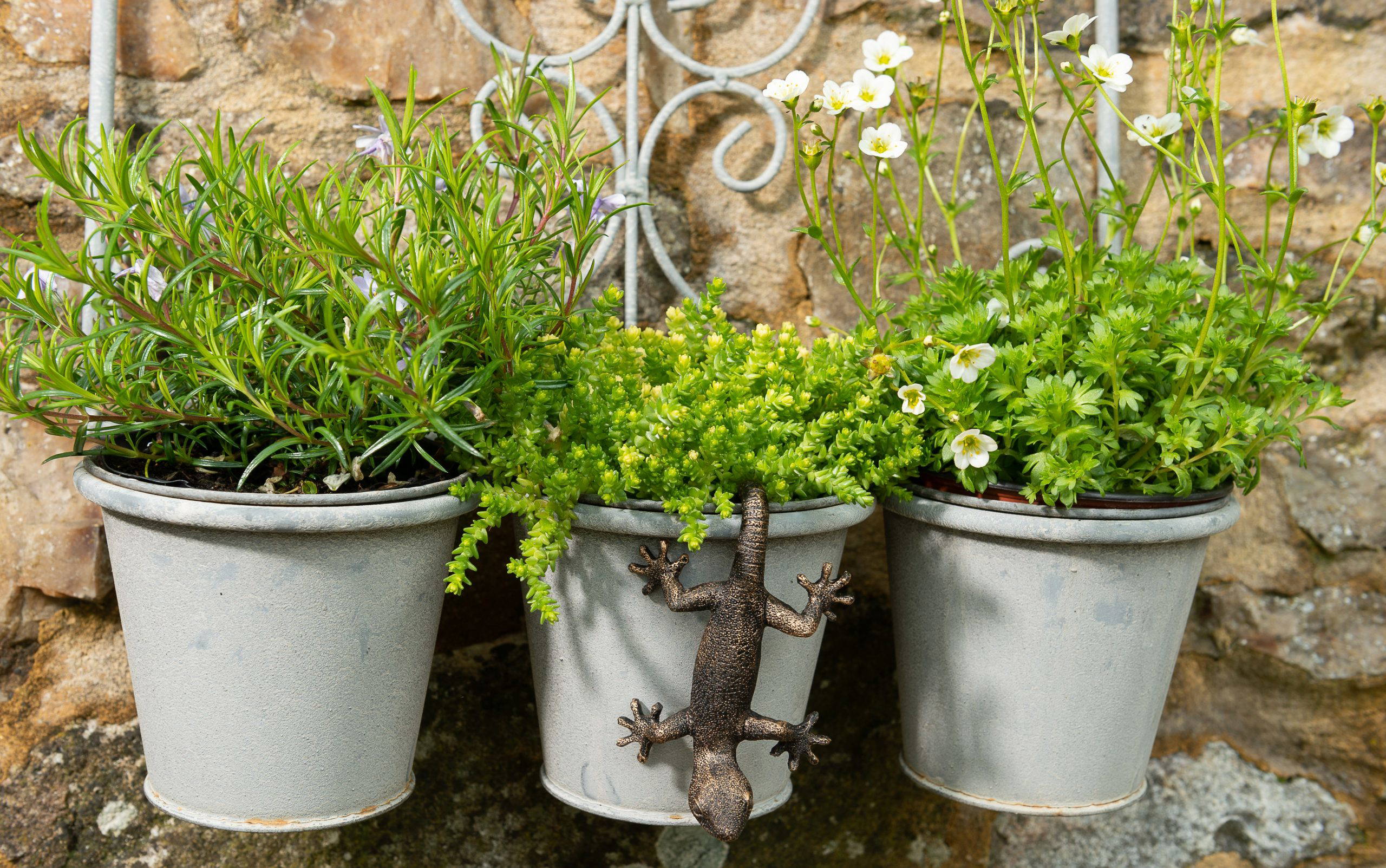 Antique Bronze Coloured Gecko Pot Buddy Plant Pot Hanger – Jardinopia Ltd