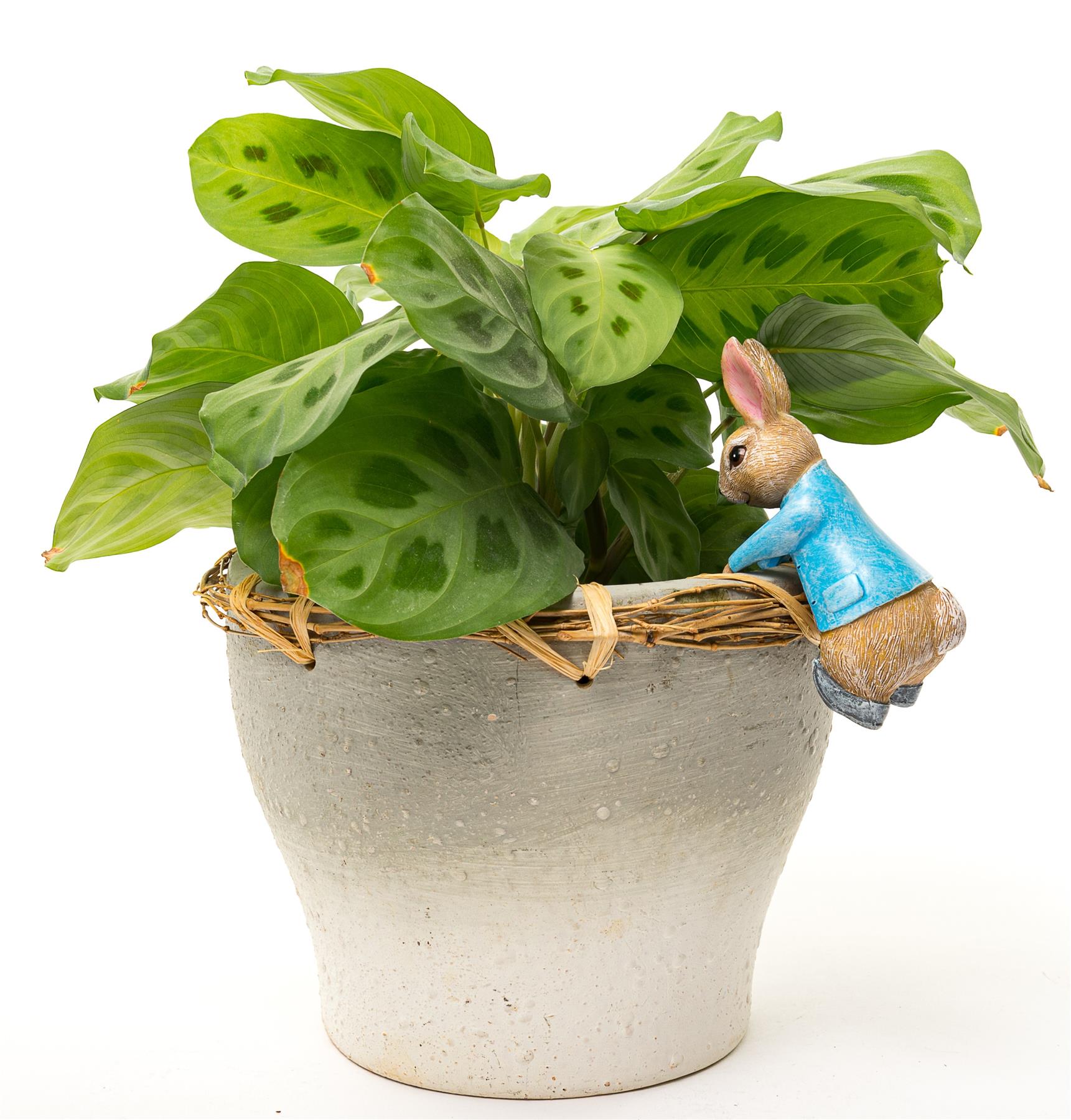 Beatrix Potter Peter Rabbit Hanging Plant Pot Hanger – Jardinopia Ltd