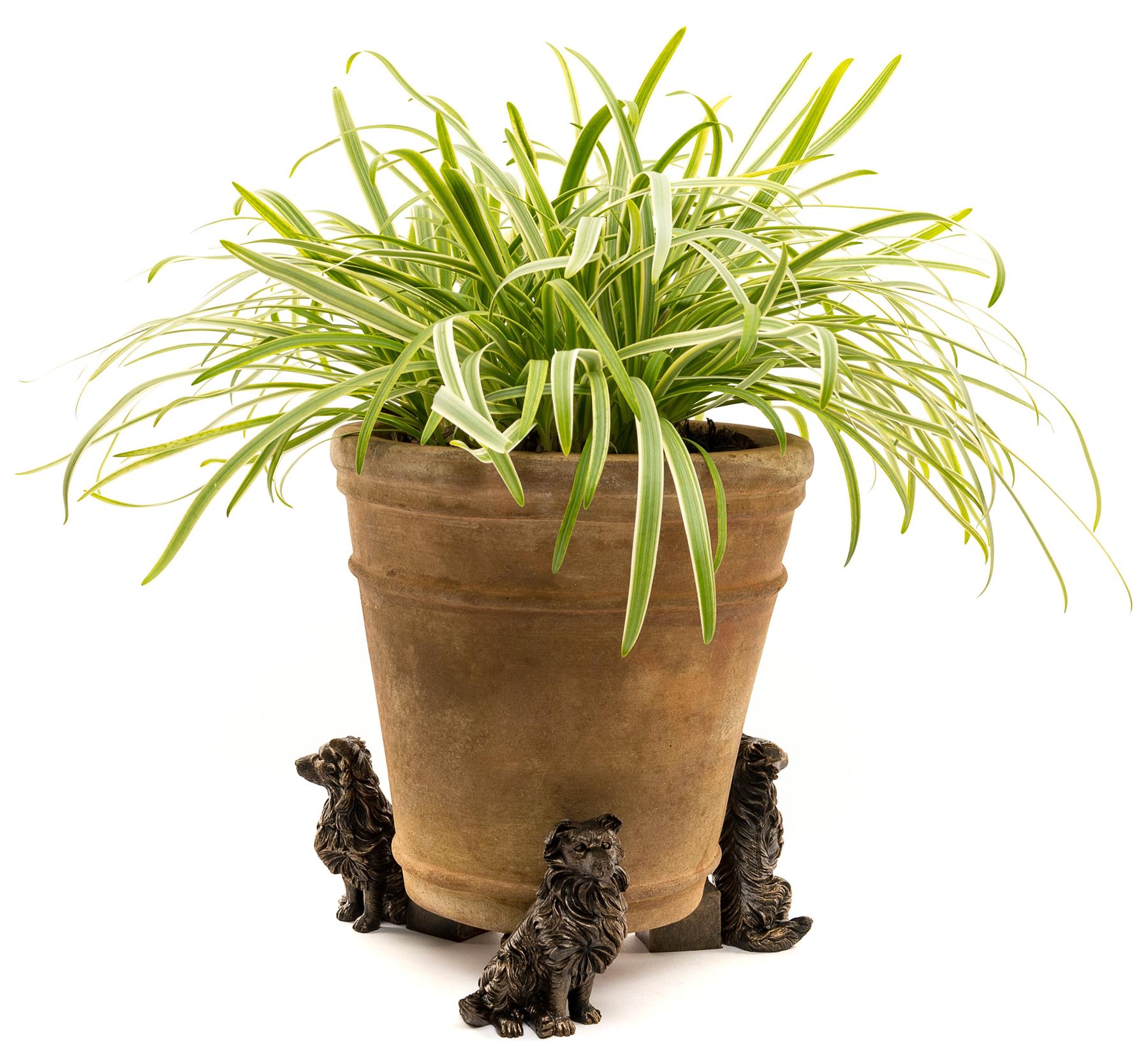 Border Collie Plant Pot Feet – Set of 3 – Jardinopia Ltd