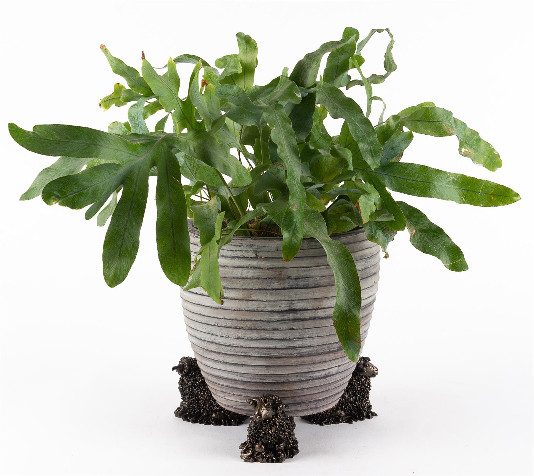 Exmoor Horned Ram Plant Pot Feet – Set of 3 – Jardinopia Ltd