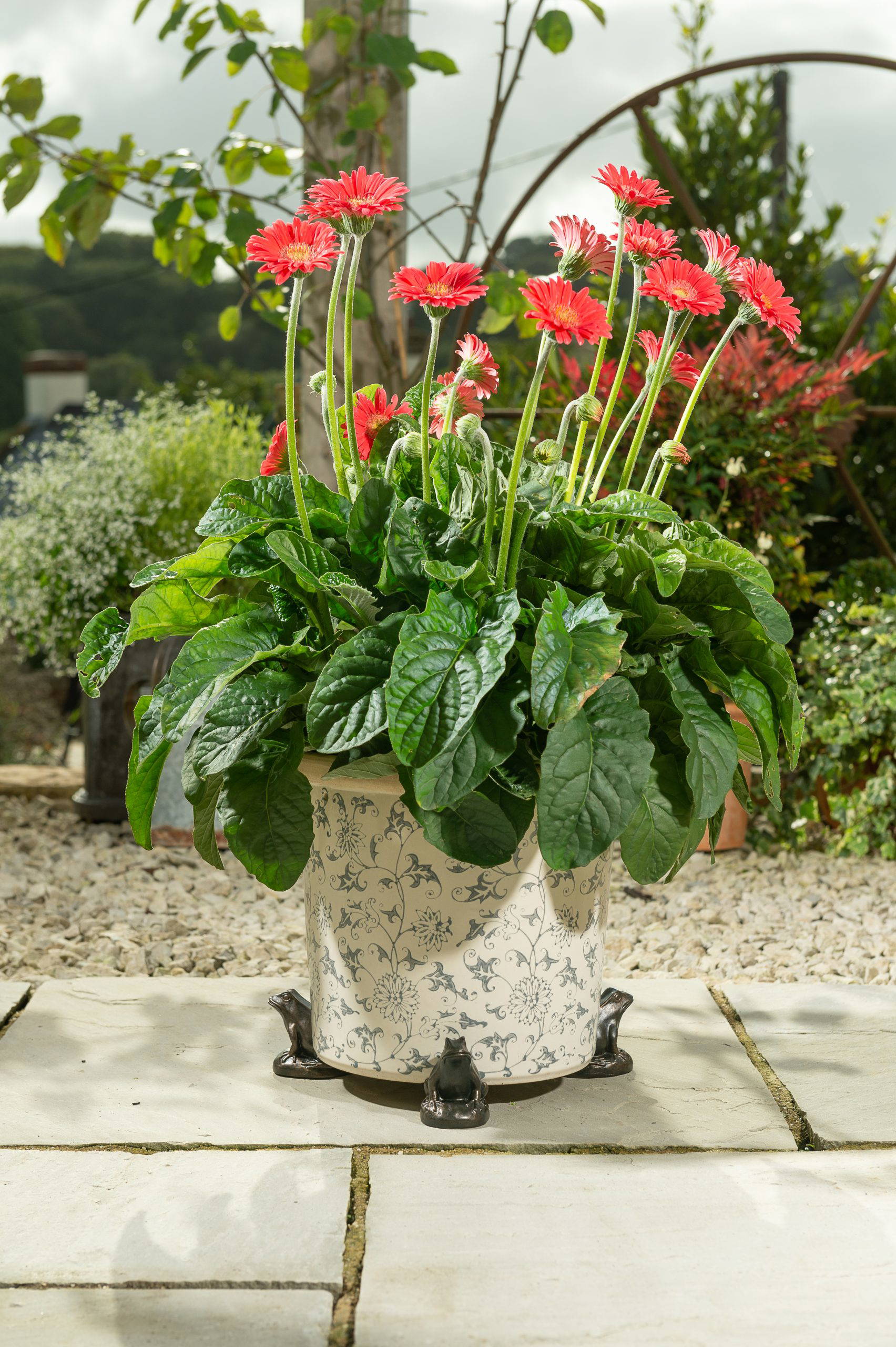 Frog Potty Feet and Pot Buddy and Cane Companion – Jardinopia Ltd