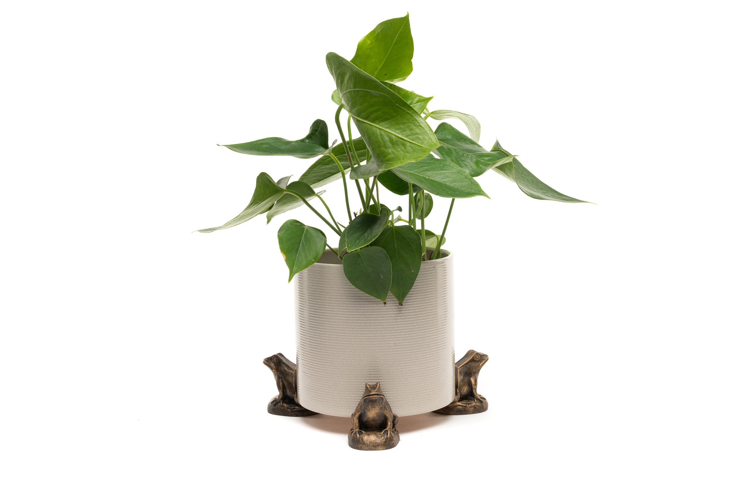 Frog Potty Feet and Pot Buddy Bundle Set – Jardinopia Ltd