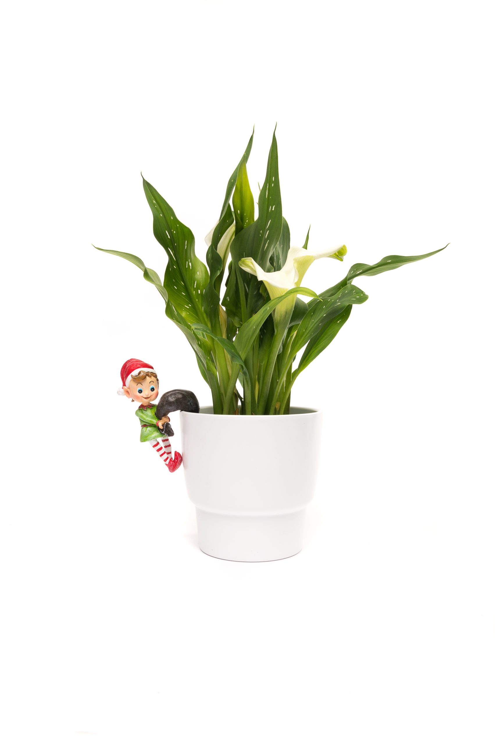 Pot Buddies Christmas Naughty Elf Plant Pot Hanger – Jardinopia Ltd