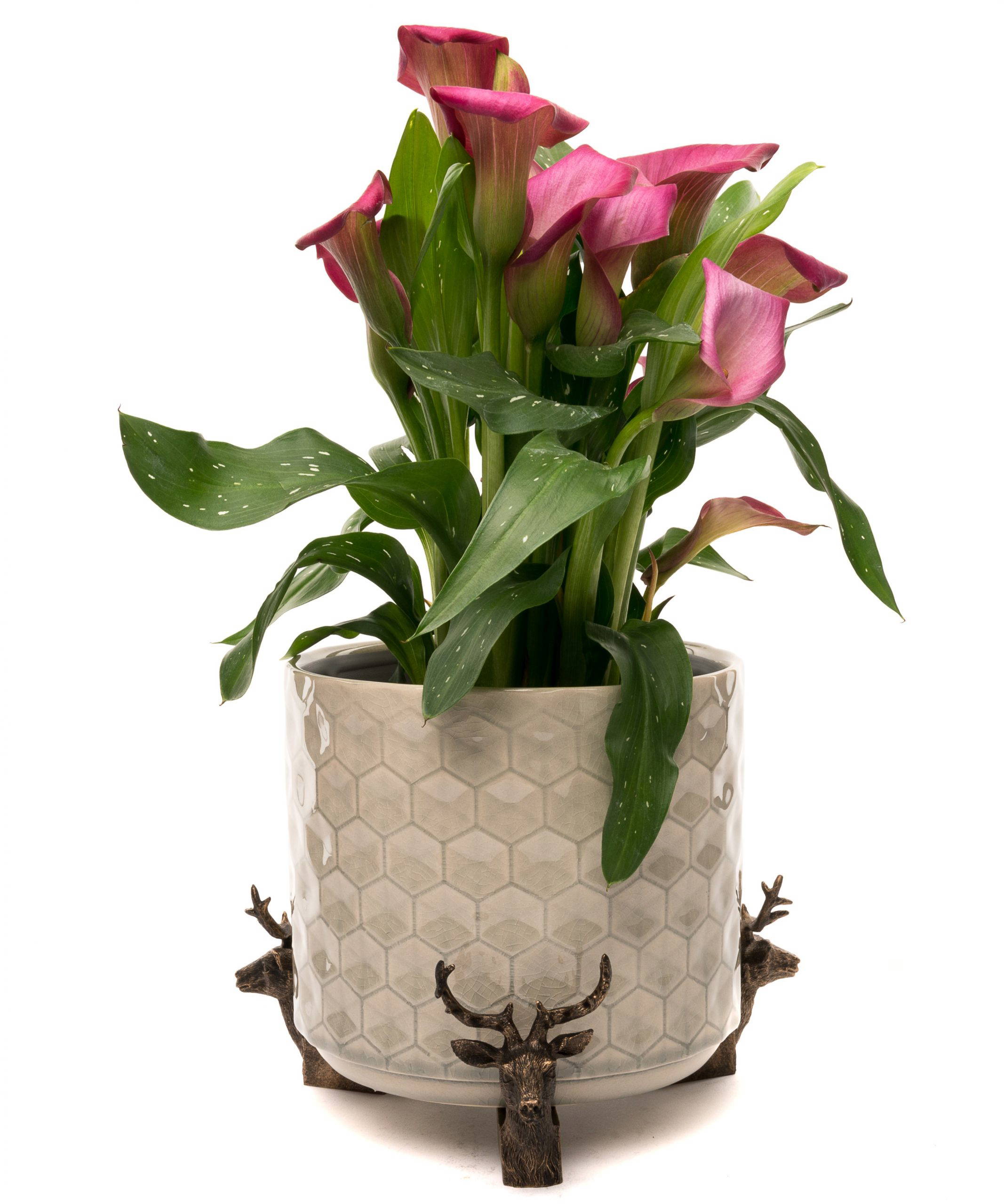 Stag Plant Pot Feet – Set of 3 – Jardinopia Ltd