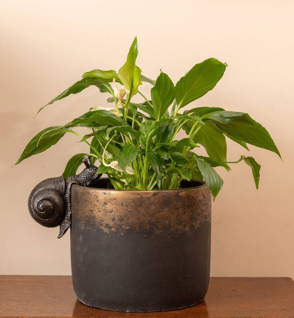 Snail Plant Pot Hanger – Jardinopia Ltd